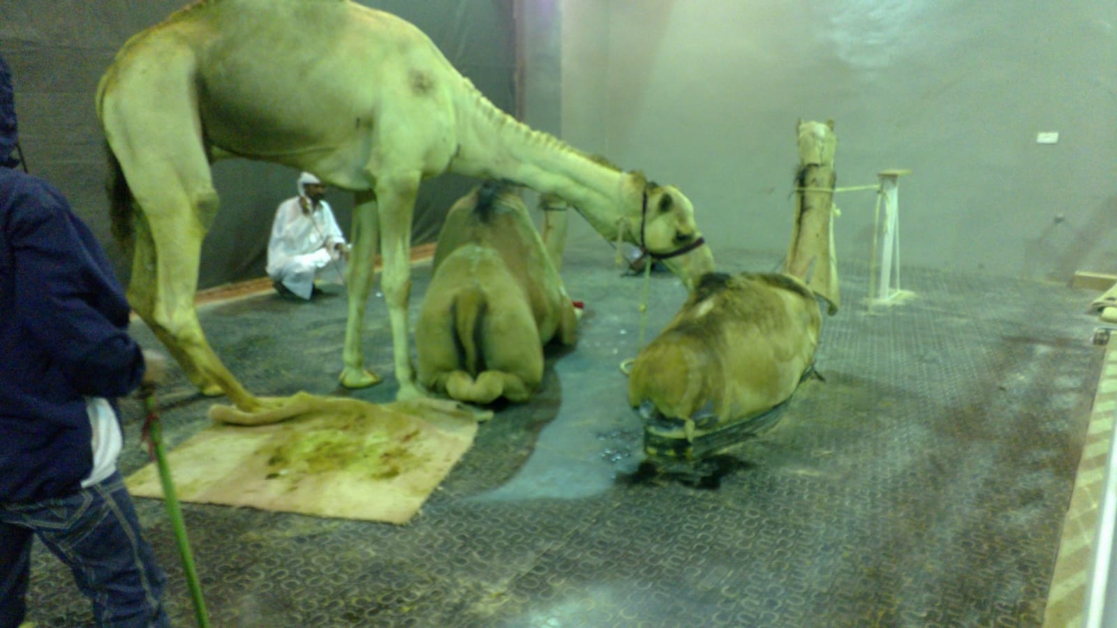 Camel dummy – The future of livestock is Camel